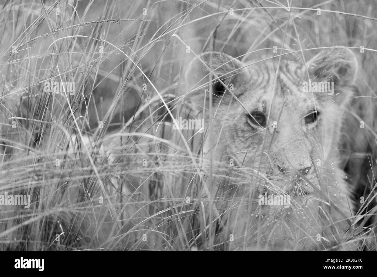 A grayscale artistic photo of a lion cub in the high grass of Masai ...