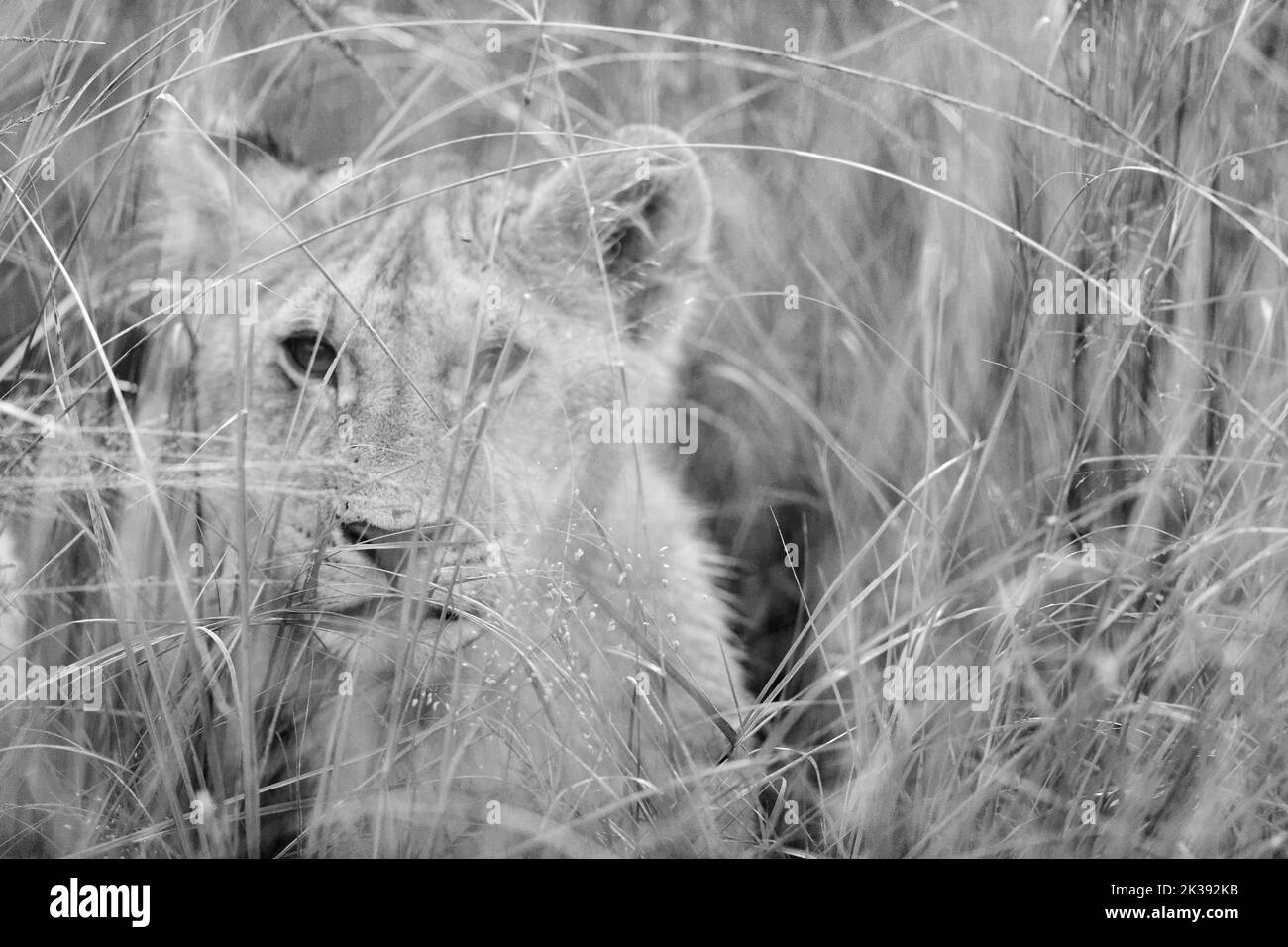 A grayscale artistic photo of a lion cub in the high grass of Masai ...