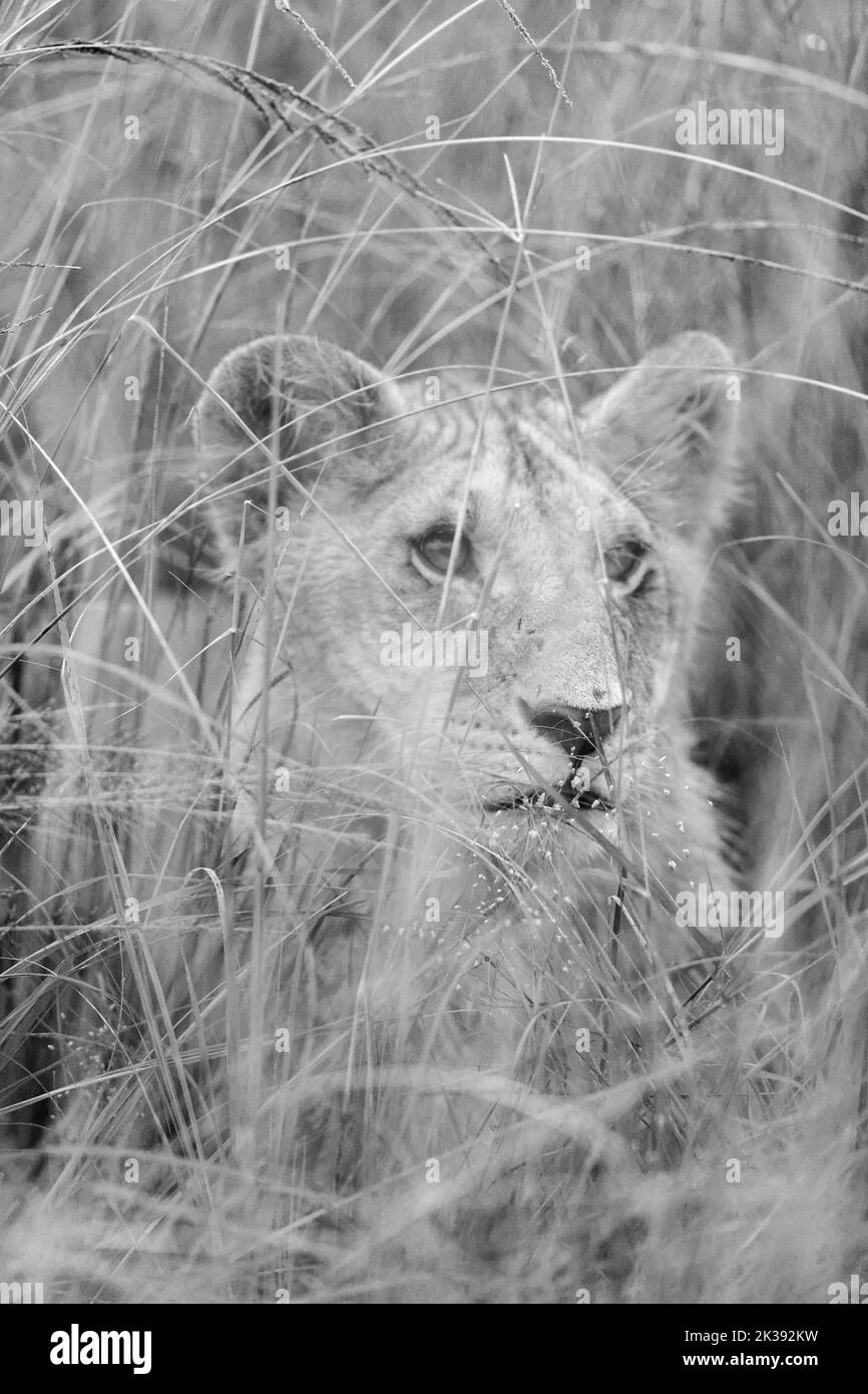 A grayscale artistic photo of a lion cub in the high grass of Masai ...