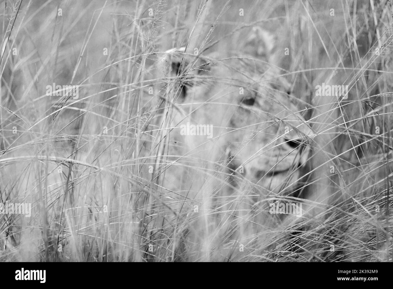 A grayscale artistic photo of a lion cub in the high grass of Masai ...