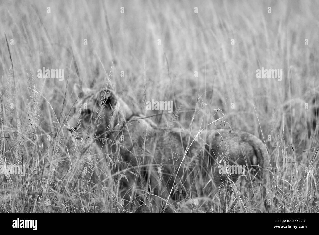 A grayscale artistic photo of a lion cub in the high grass of Masai ...