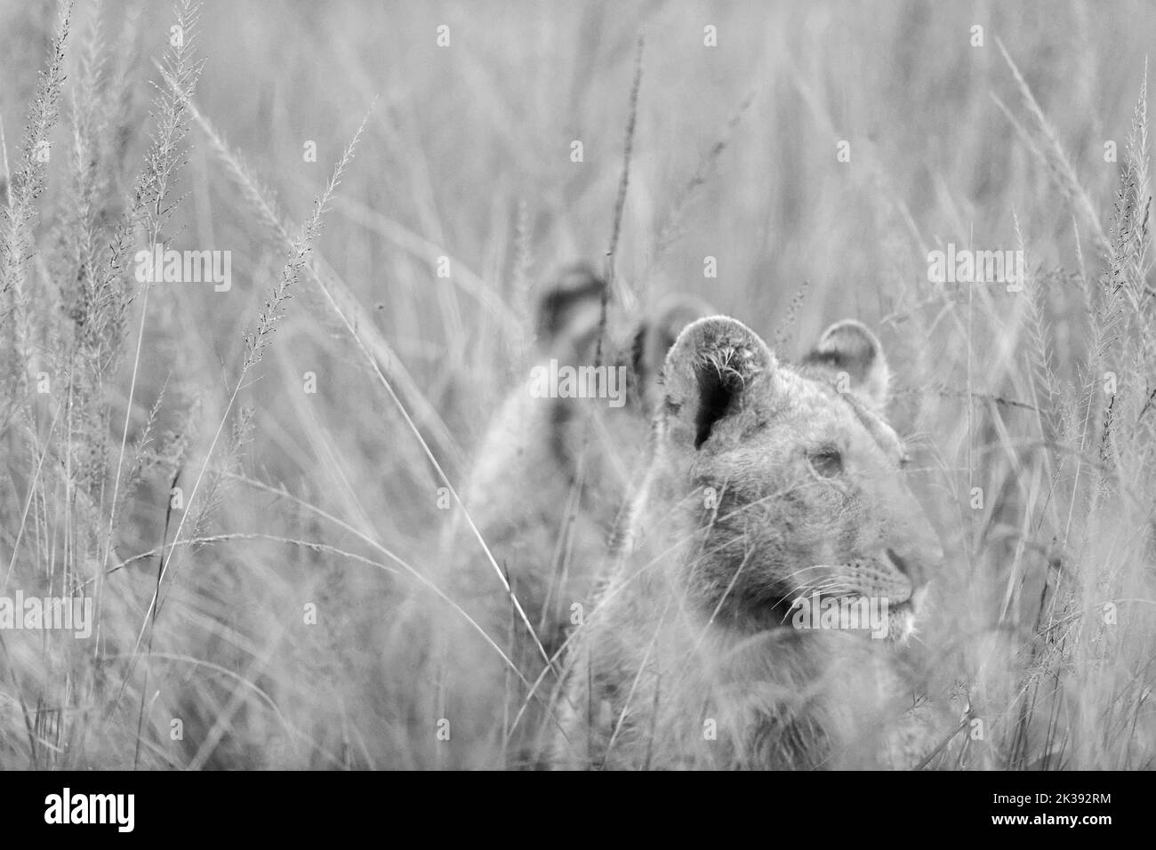 A grayscale artistic photo of a lion cub in the high grass of Masai ...