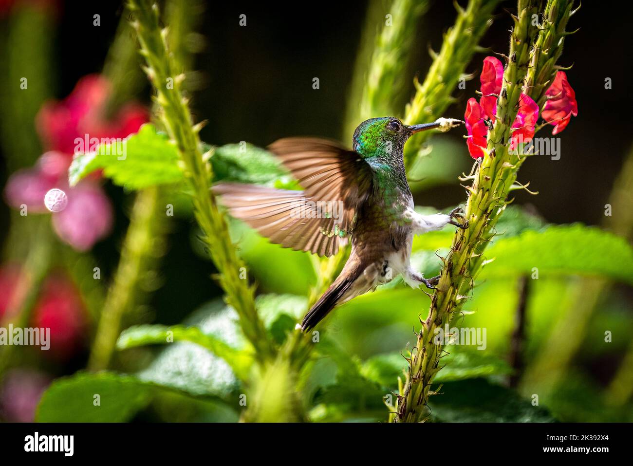 Snowy Bellied Hummingbird in flight feeding on a red flower images ...