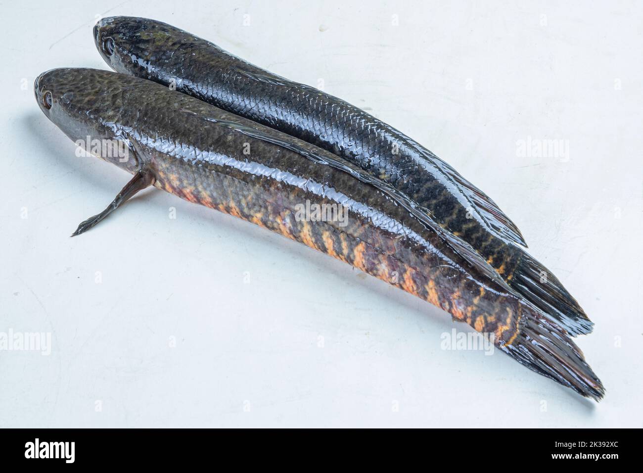 Takifish hi-res stock photography and images - Alamy