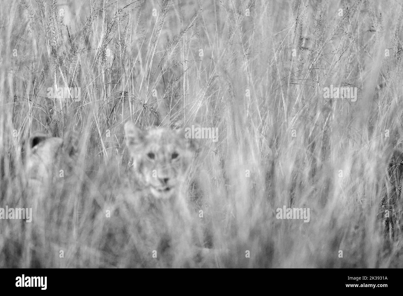 An artistic grayscale shot of a lion cub in the high grass of Masai ...