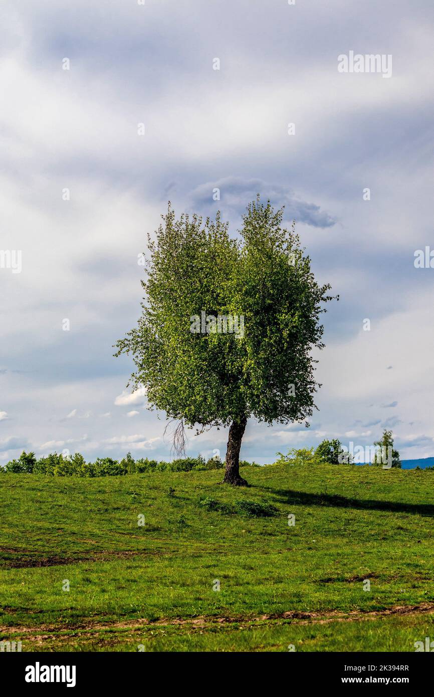 A beautiful shot of a lonely green tree in a field Stock Photo - Alamy