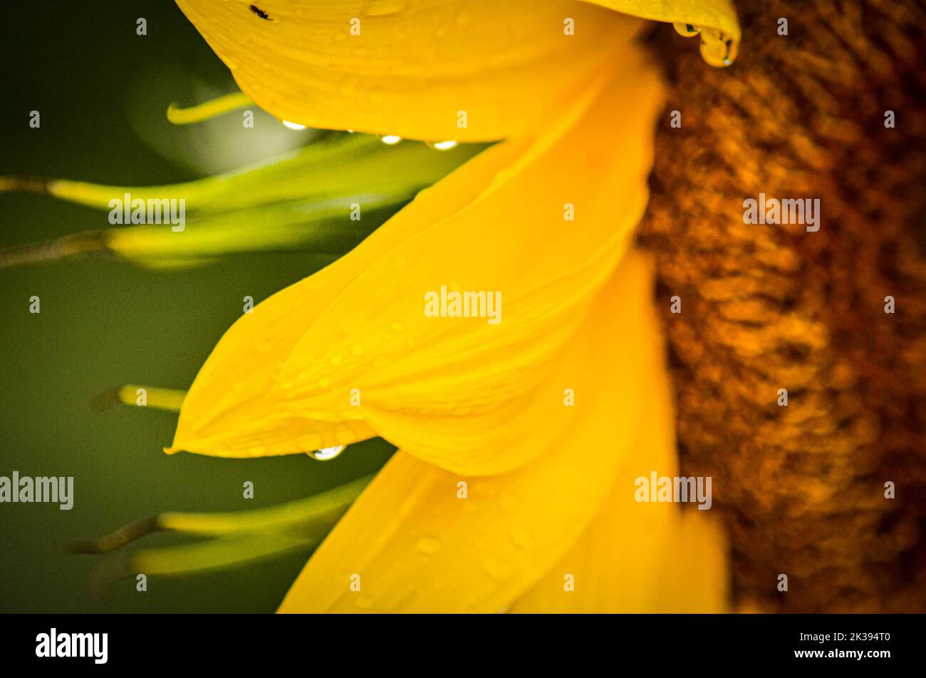 Closeup shot bud sunflower hi-res stock photography and images - Alamy
