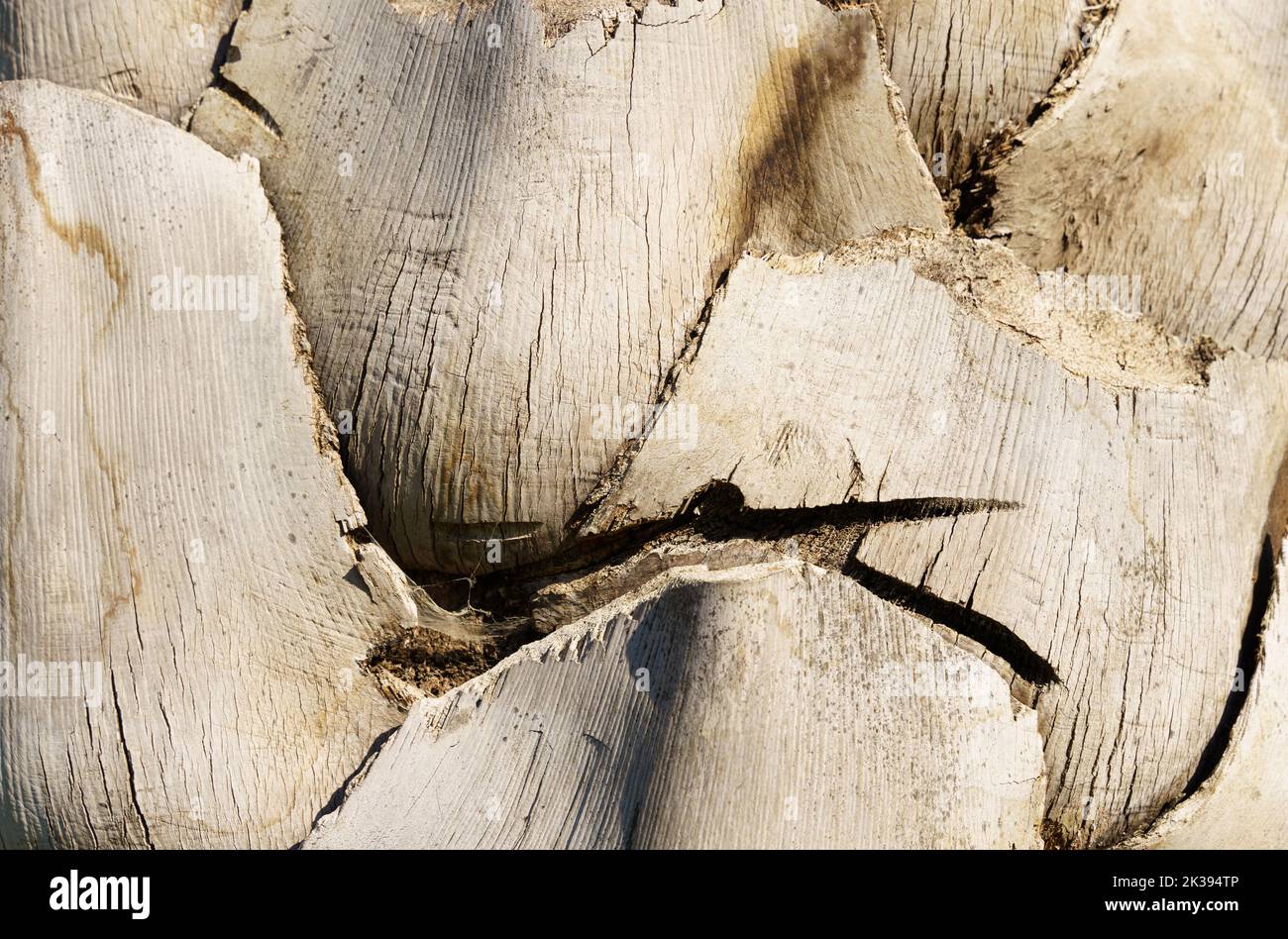 The texture of the bark of a plane tree close-up. Backgrounds and ...