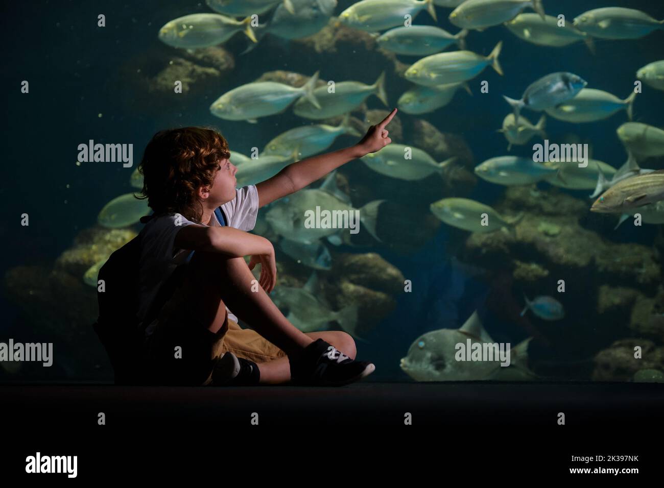 Child aquarium side hi-res stock photography and images - Alamy