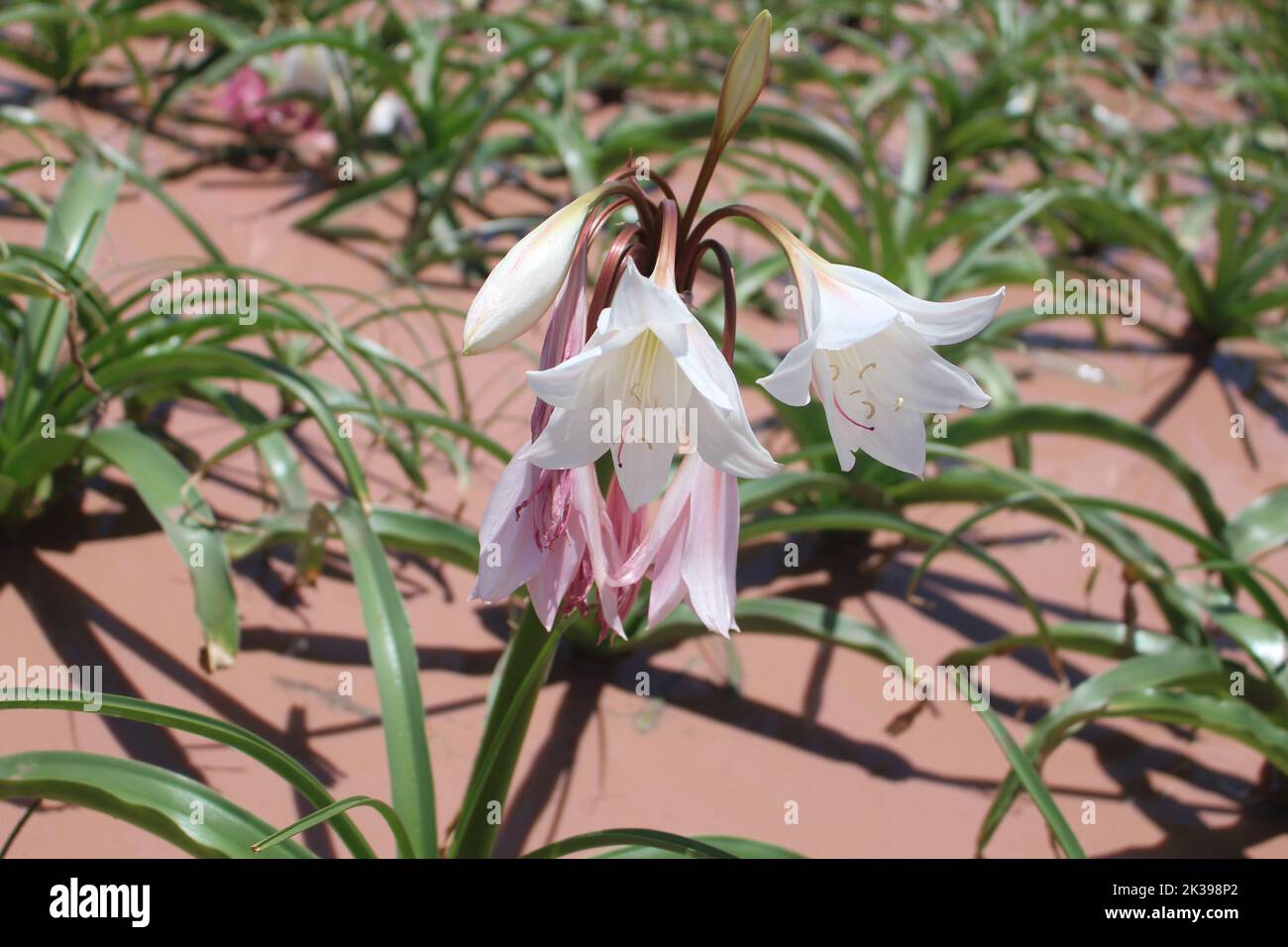 People near white lilies hi-res stock photography and images - Alamy
