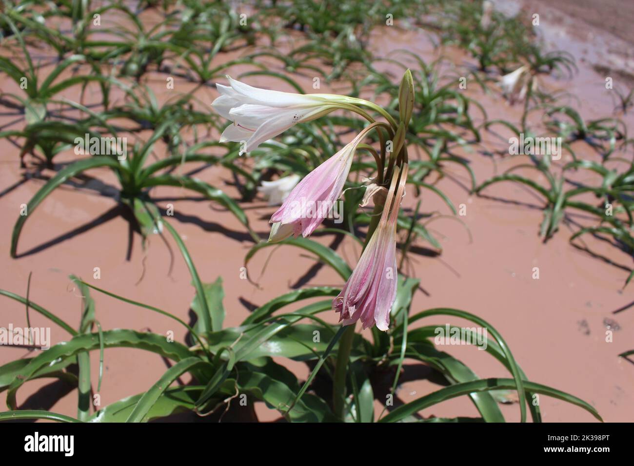 Flooded field of lilies near Maltahohe, Namibia Stock Photo - Alamy