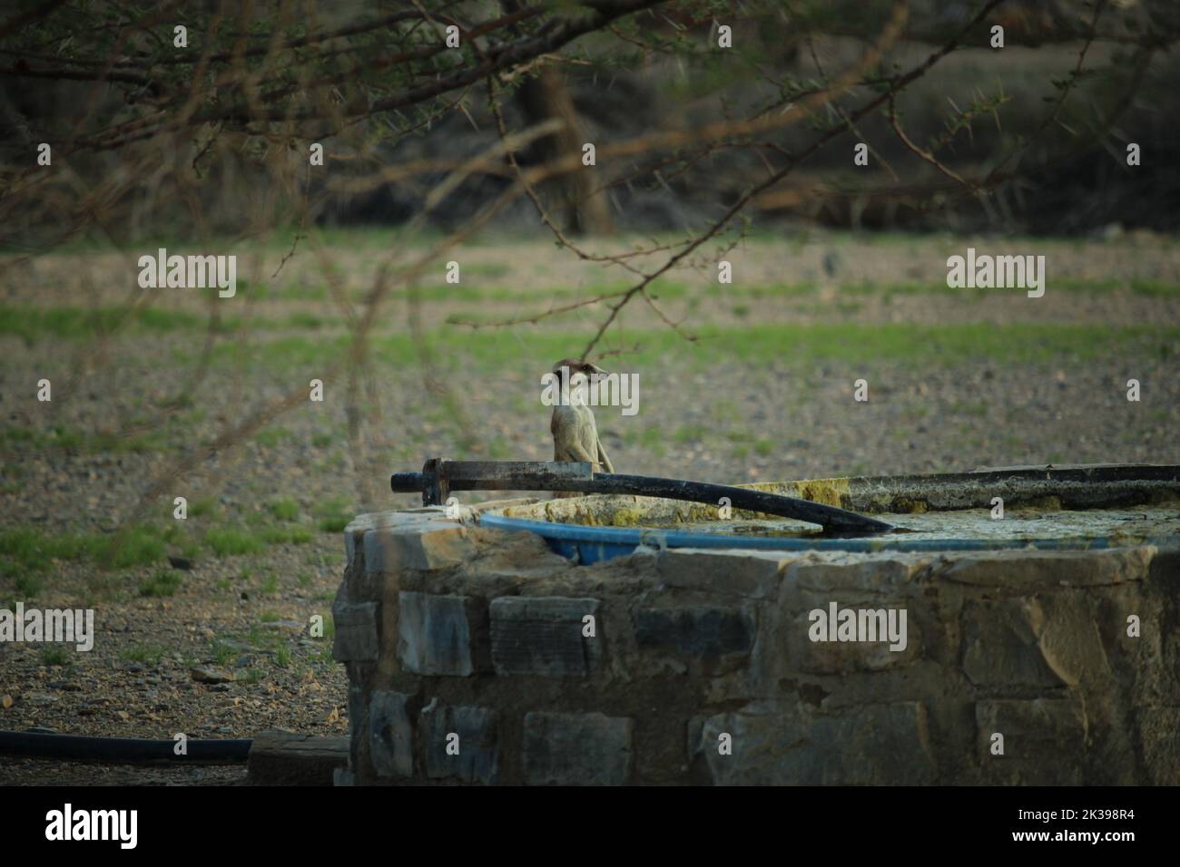 Meerkat standing up at water well in Namibia Stock Photo - Alamy