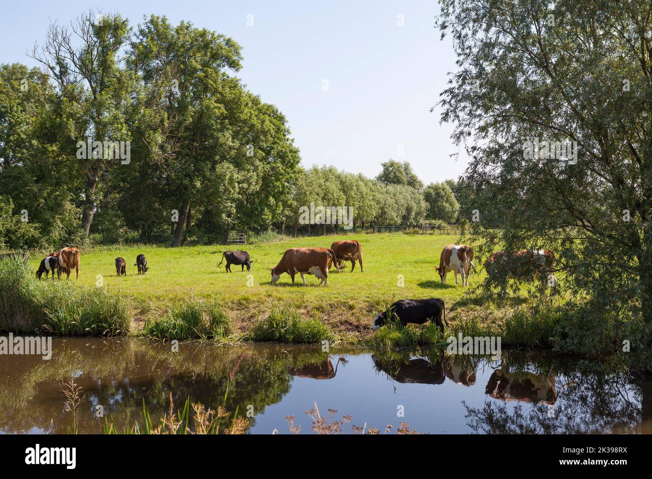 Livestock in rural meadow hi-res stock photography and images - Alamy