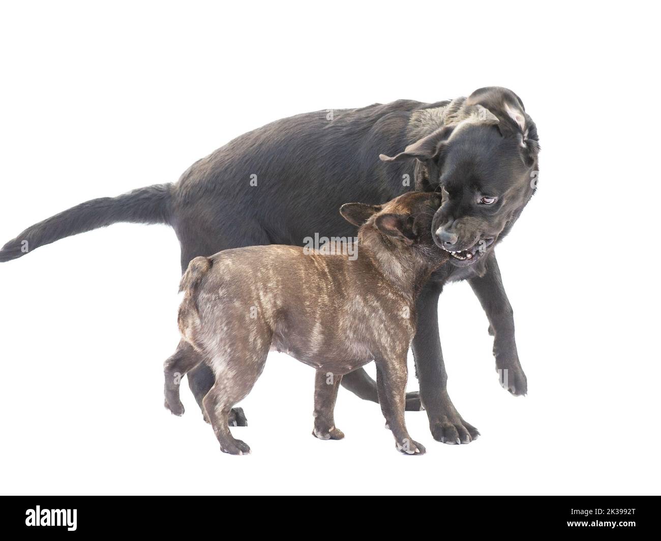 Two thoroughbred dogs. A black labrador and a French bulldog of tiger ...