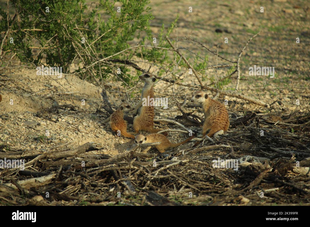 Family of 5 meerkats near their burrow in Namibia Stock Photo - Alamy