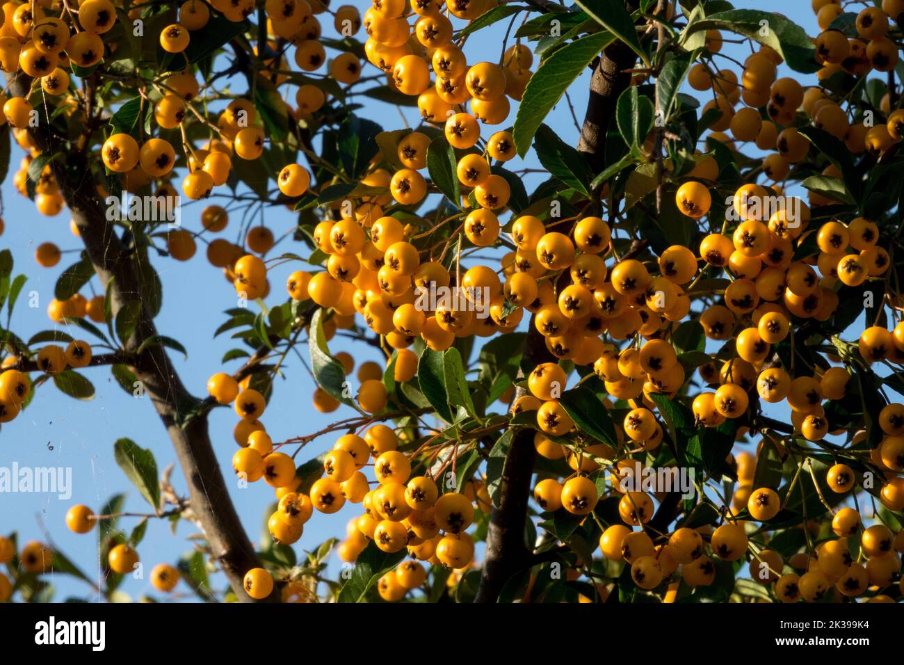 Pyracantha "Orange Glow", Firethorn Pyracantha berries, Pyracantha ...