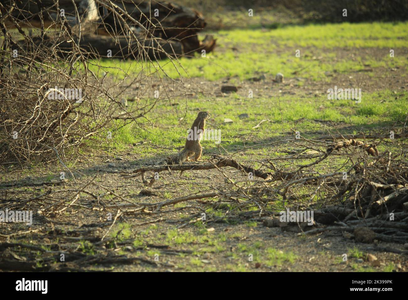 African ground squirrel perching on branch in Namibia Stock Photo - Alamy