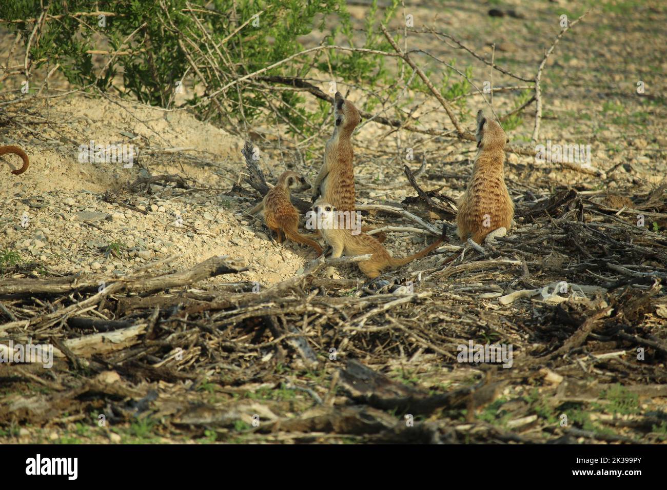 Family of 5 meerkats near their burrow in Namibia Stock Photo - Alamy