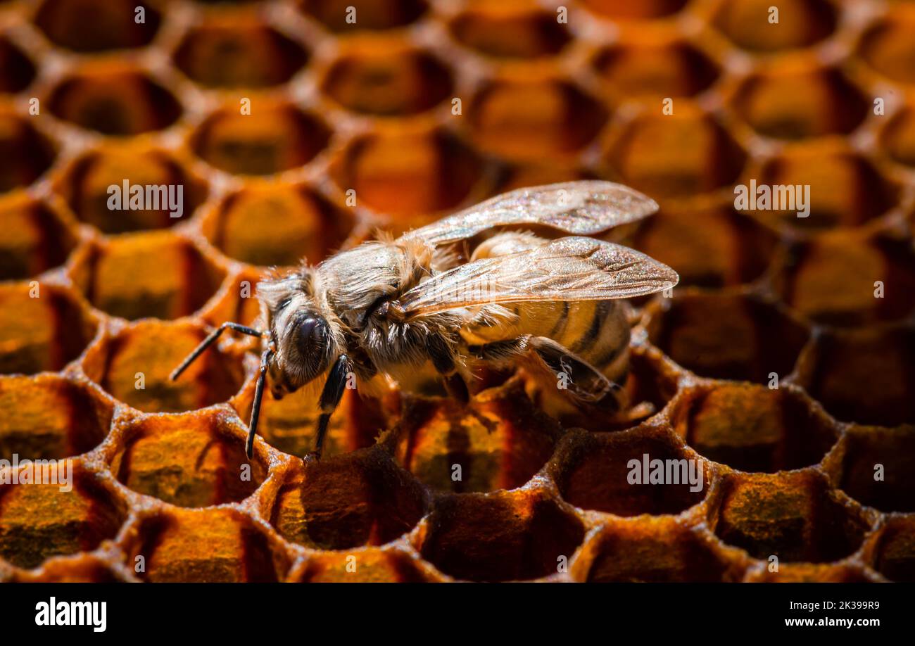Newly emerged honey bee on honey comb Stock Photo - Alamy