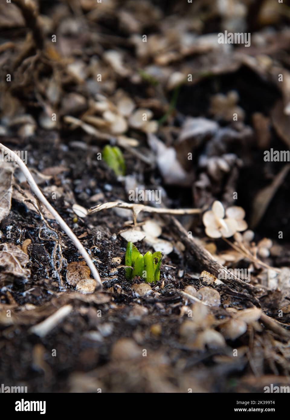 Hyacinth sprout hi-res stock photography and images - Alamy