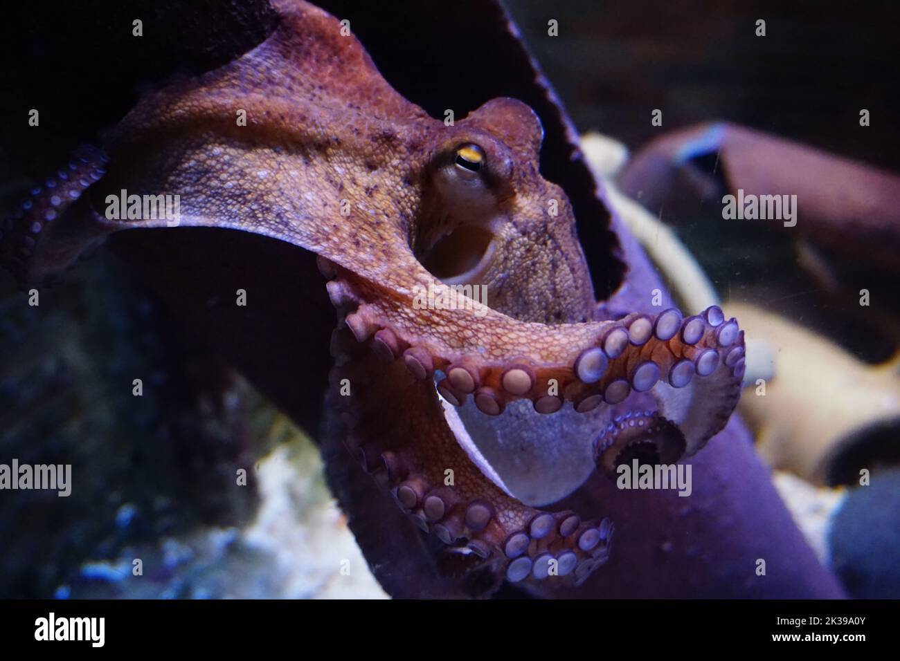 Octopus closeup swimming hi-res stock photography and images - Alamy