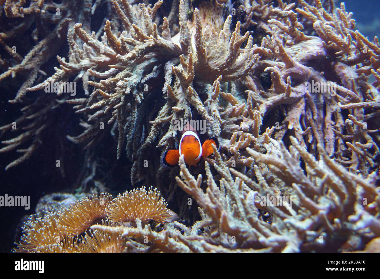 A beautiful small Ocellaris clownfish next to a sea coral Stock Photo ...