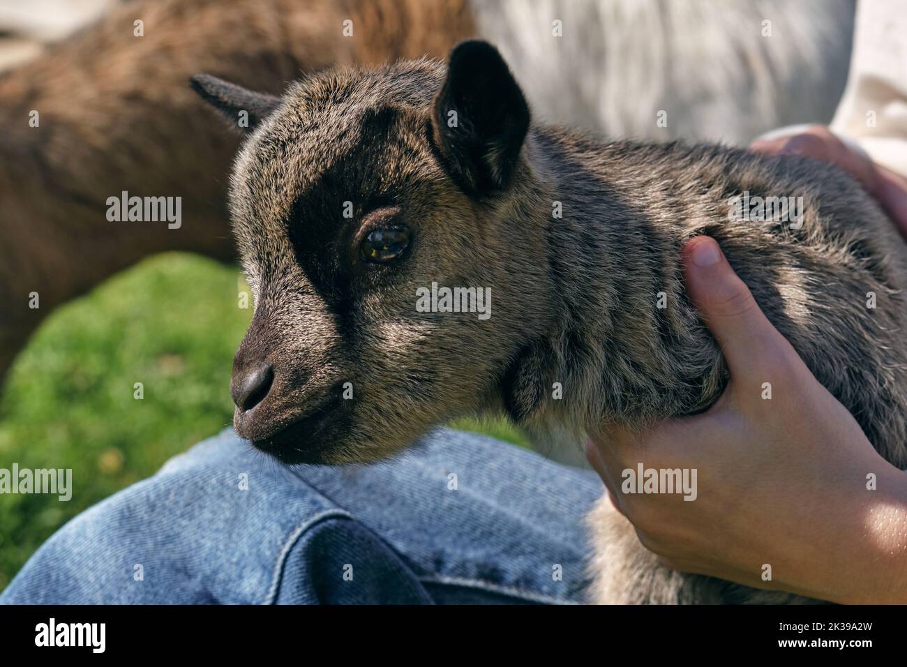 American pygmy goat hi-res stock photography and images - Alamy