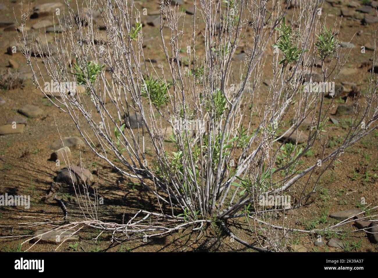 Renewed green growth after rains in Namibia Stock Photo - Alamy