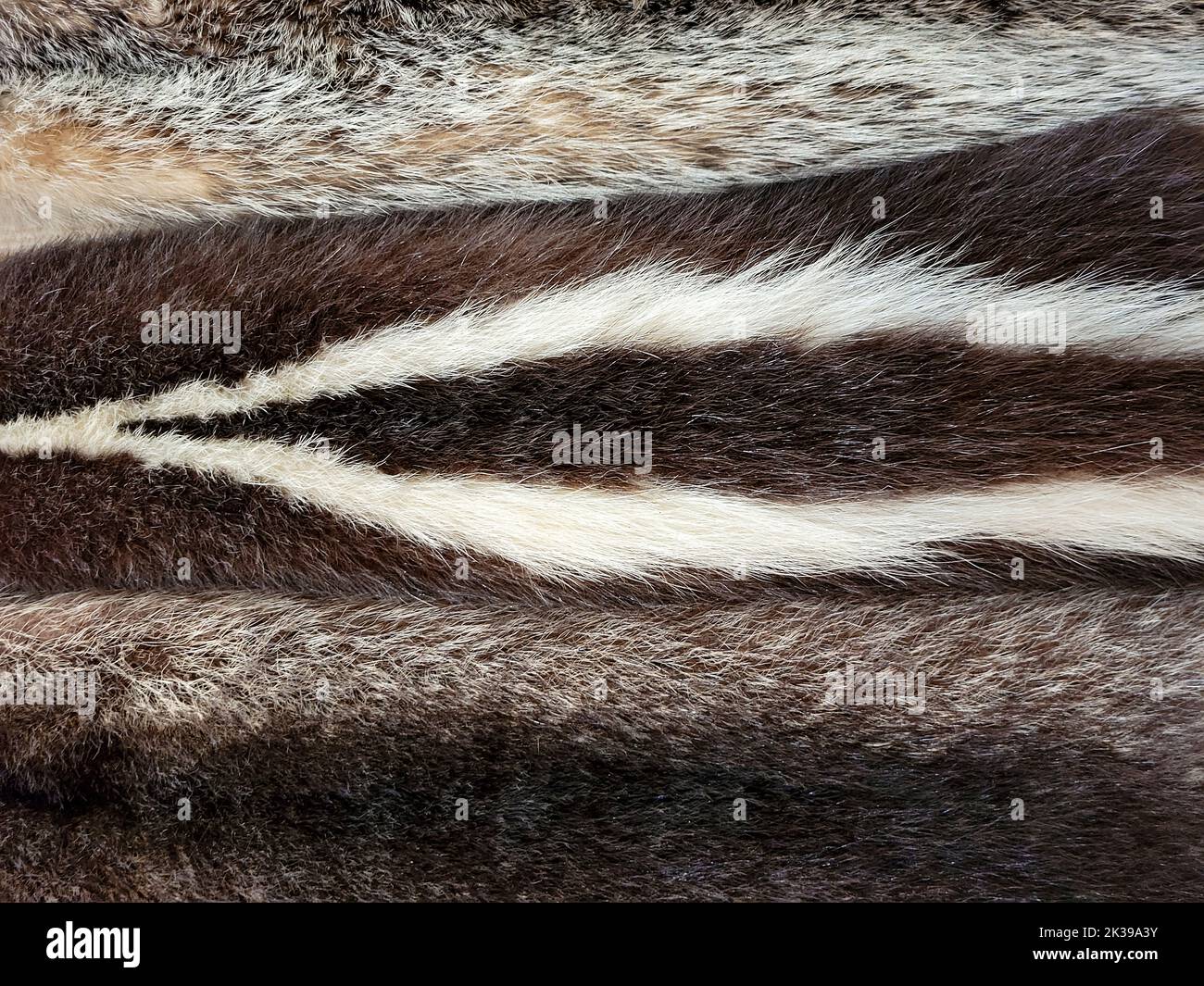 Pelts hi-res stock photography and images - Alamy