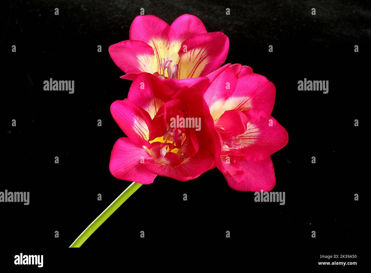 Flowers in a vase (Freesia, Tulip, Orchid Stock Photo - Alamy