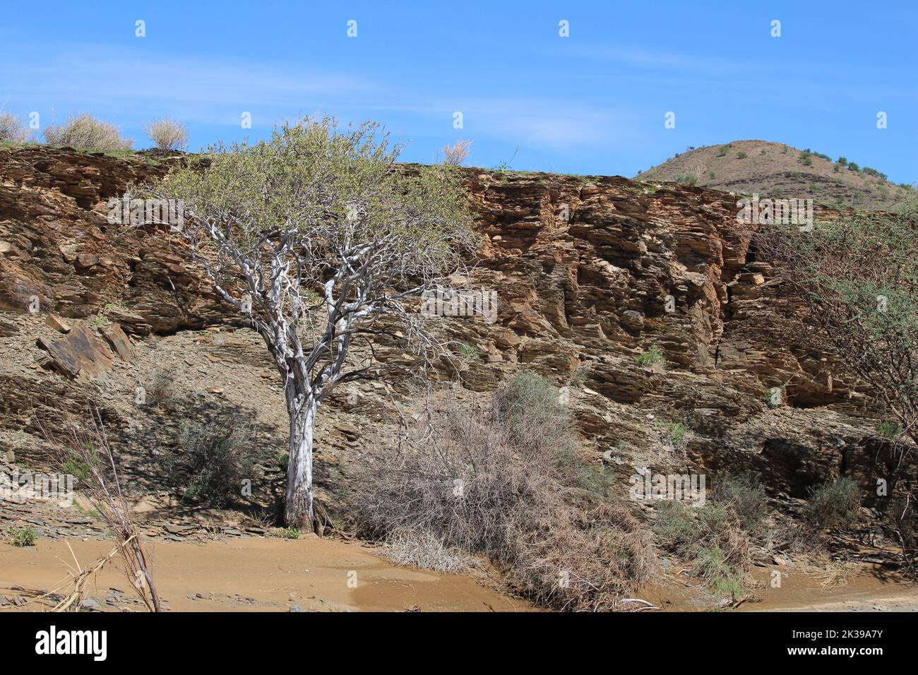 Shepherd tree with green foliage in rocky terrain in Namibia Stock ...