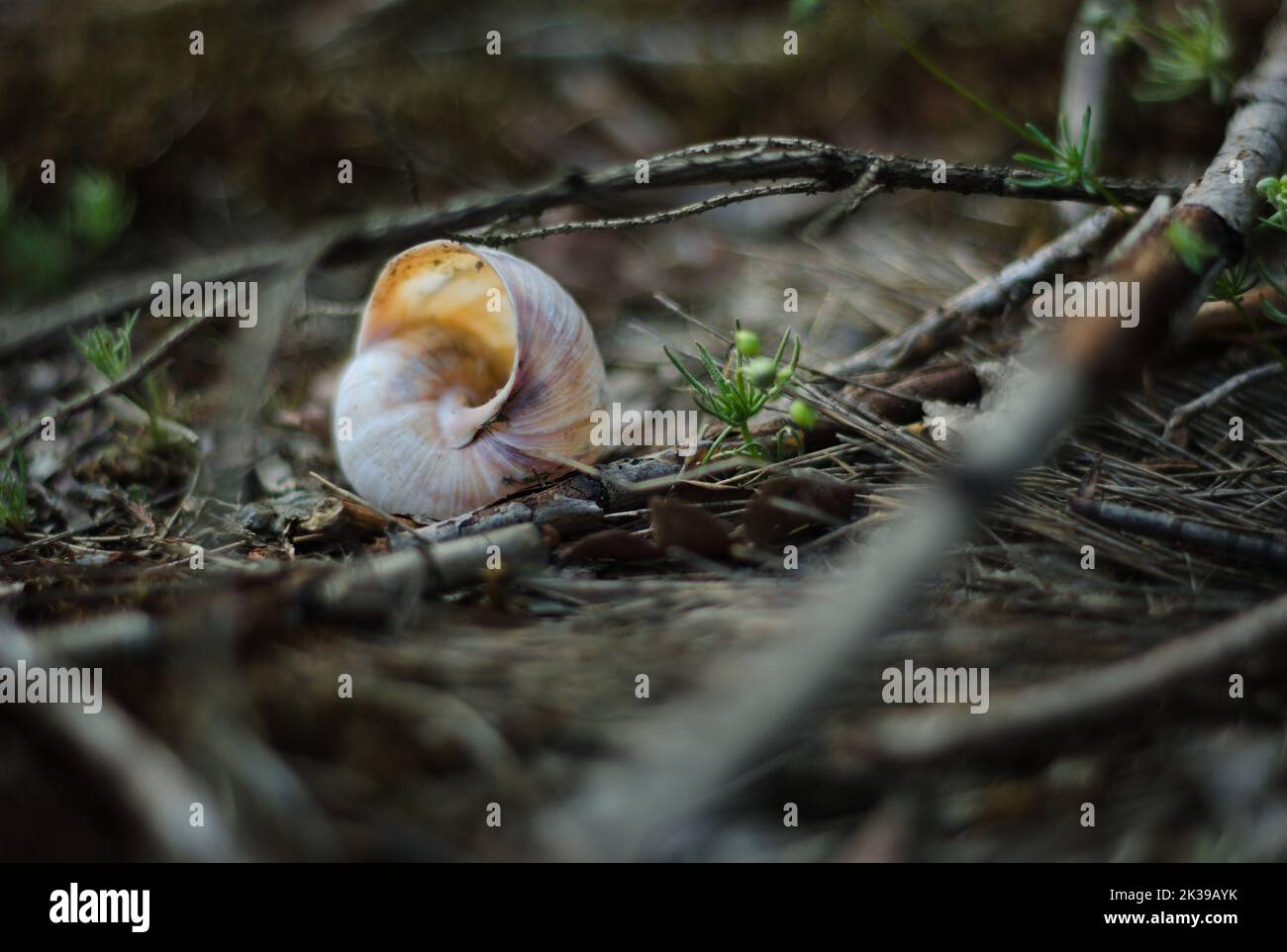 Snail shell in the forest undergrowth Stock Photo - Alamy