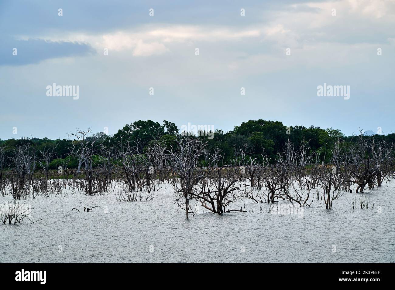A beautiful view of trees surrounded by water with a cloudy sky ...