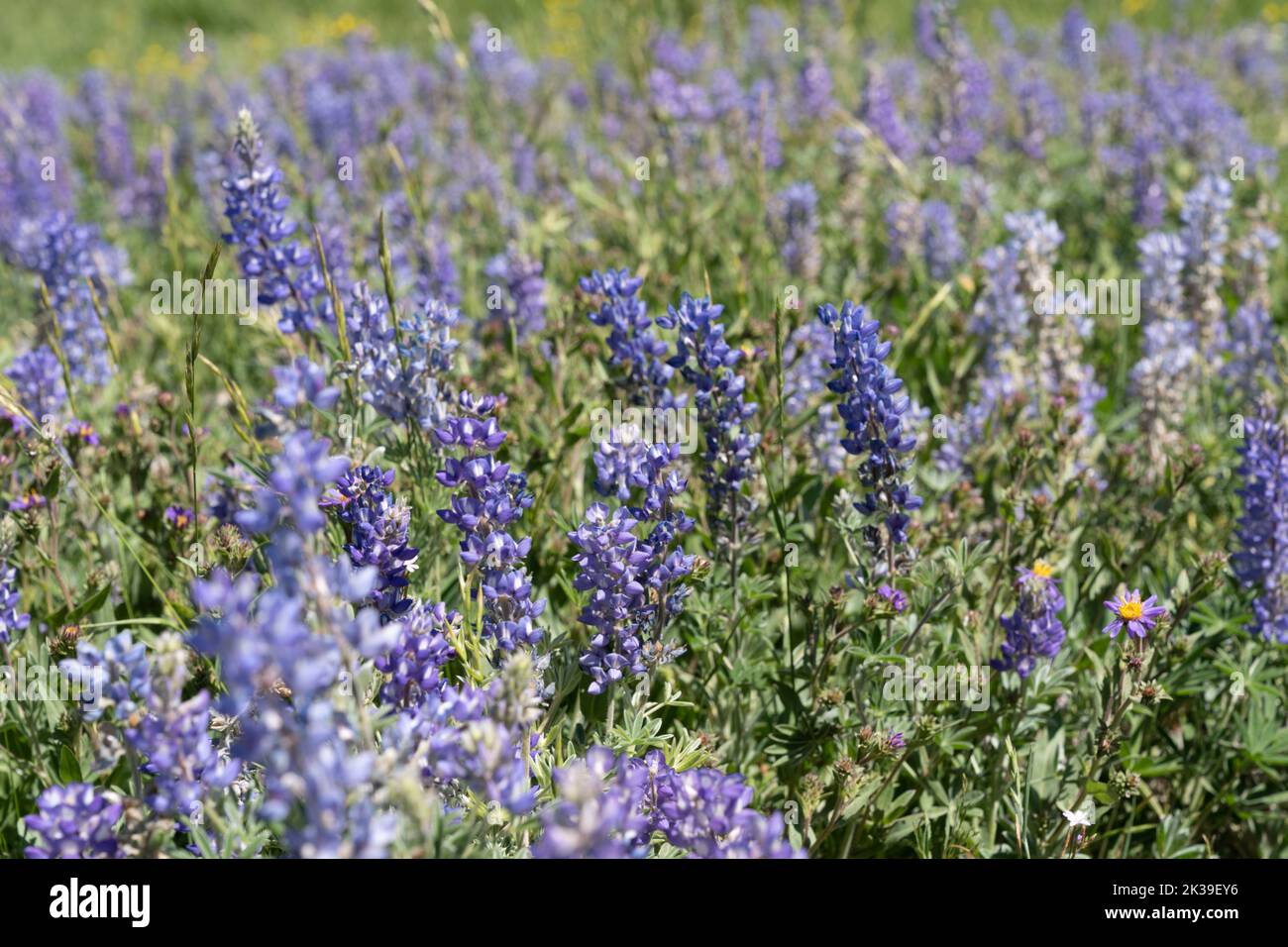 Purple lupine wildflowers in a field, in extreme intentional selective ...