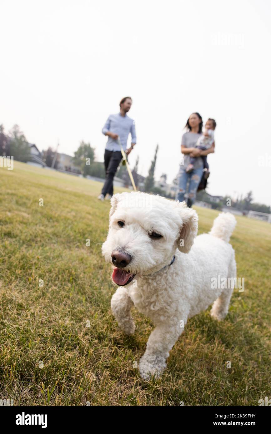 White dog park hi-res stock photography and images - Alamy