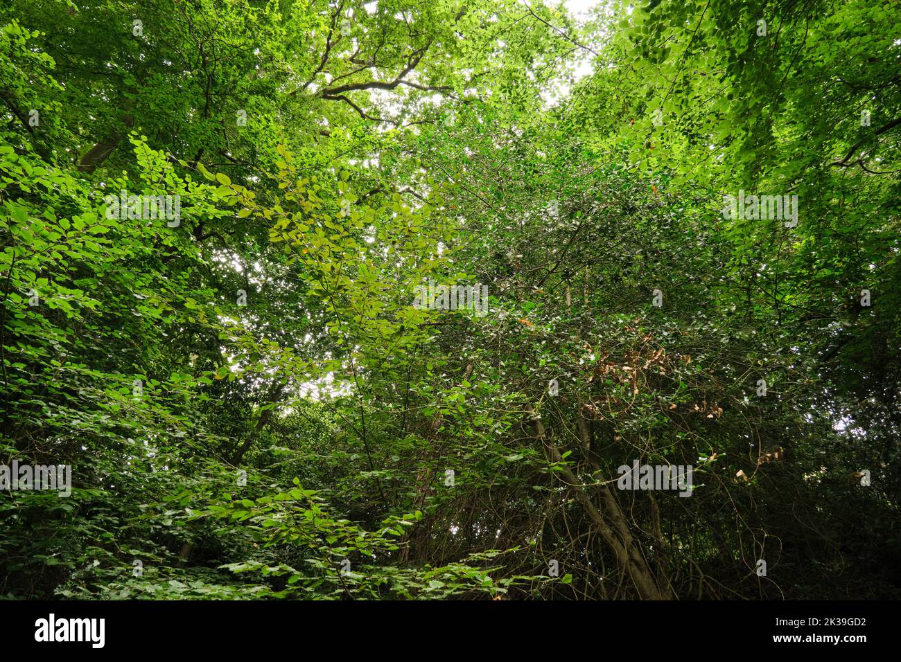 Beautiful tall trees reaching towards the sky, with sunlight coming ...