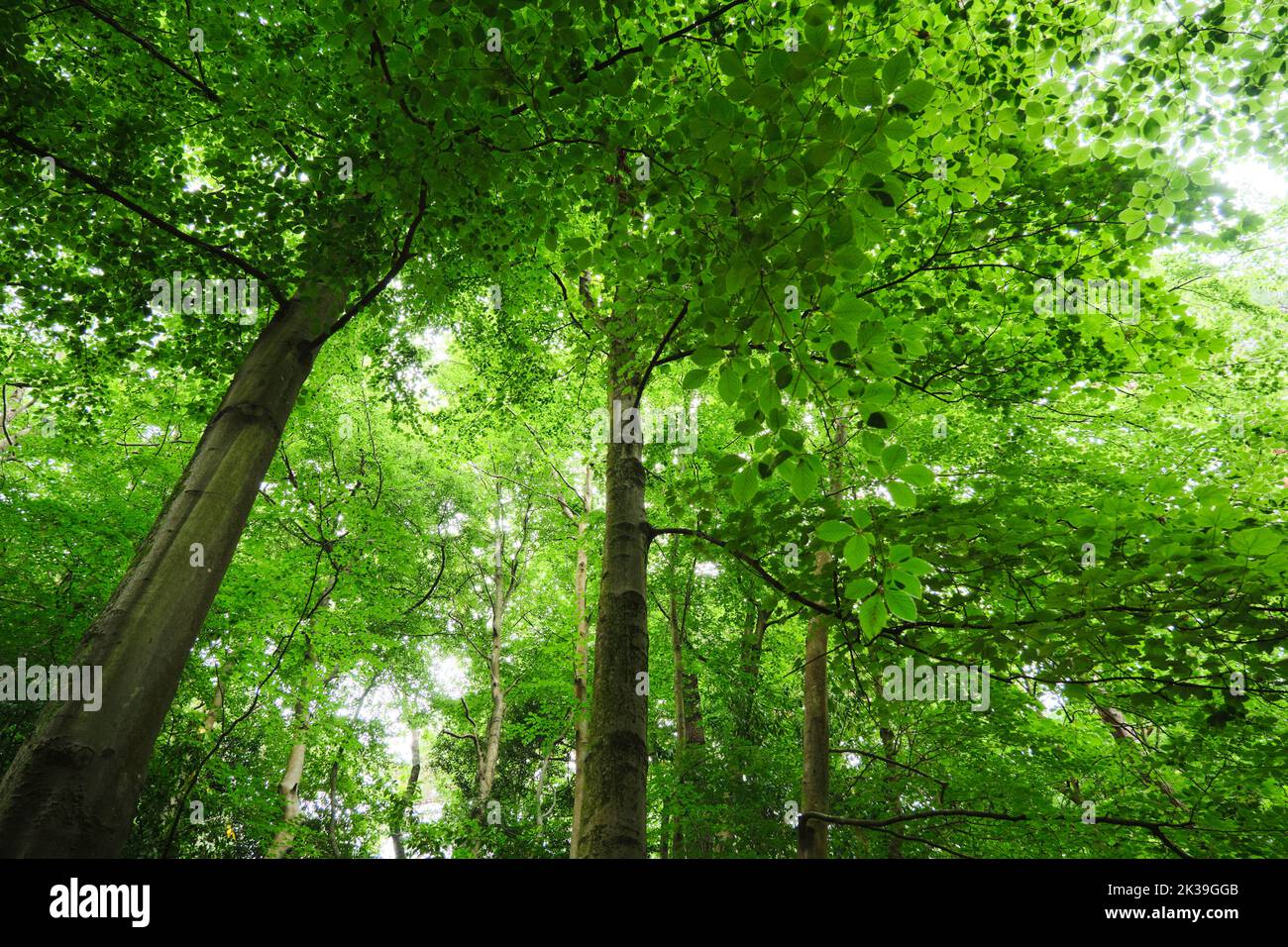 Beautiful tall trees reaching towards the sky, with sunlight coming ...