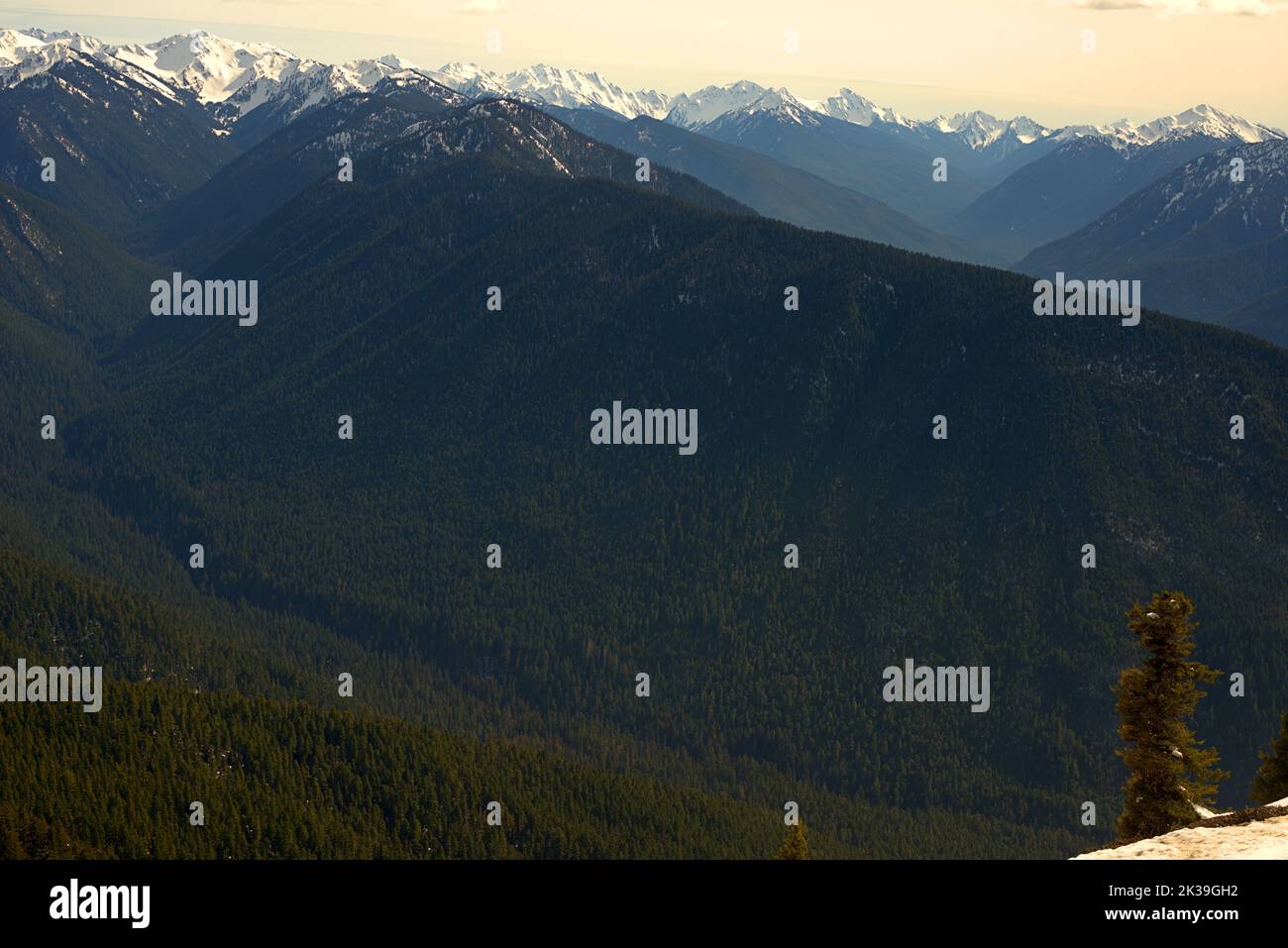 A landscape in Olympic National Park Stock Photo - Alamy