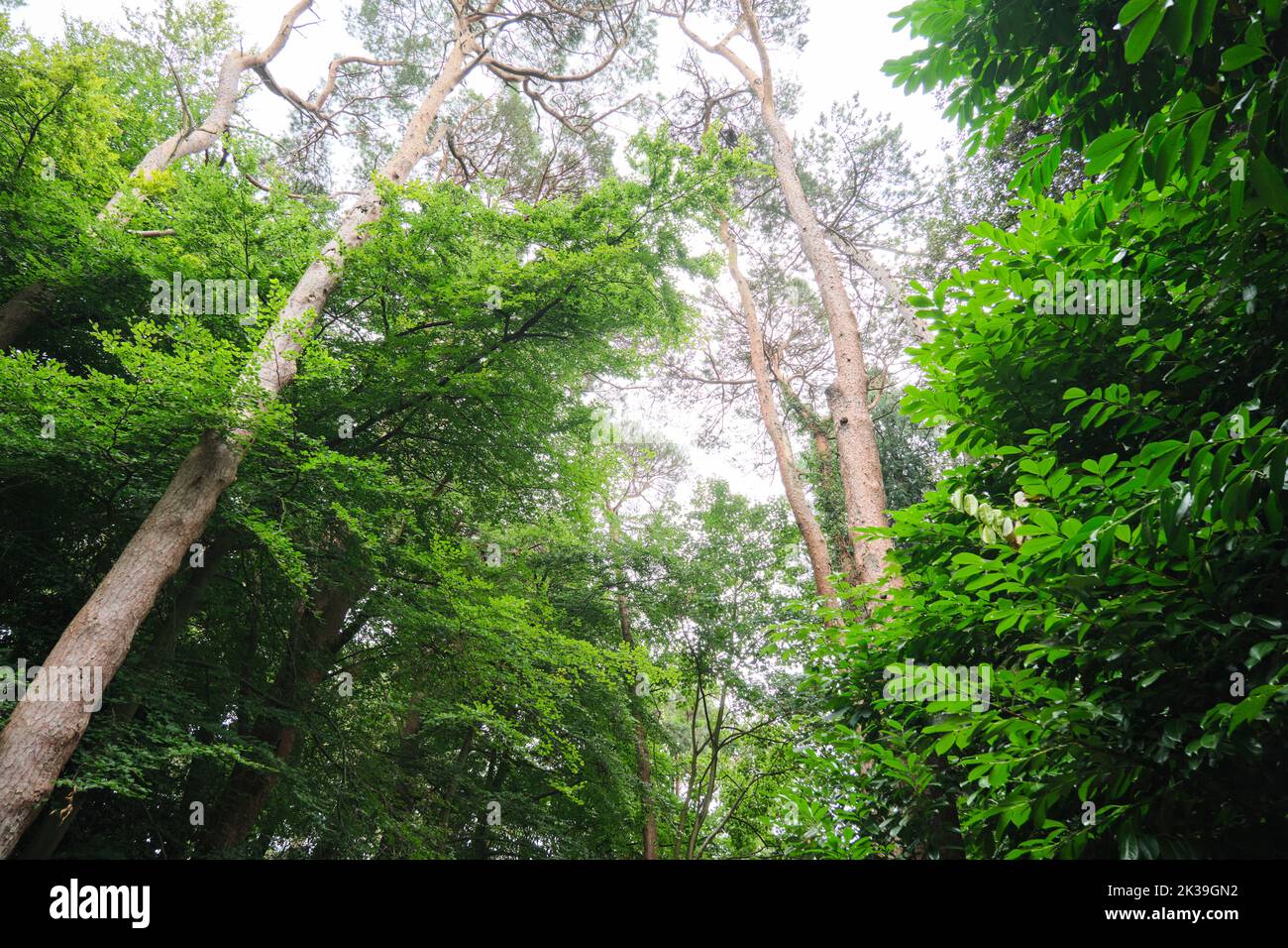 Tall trees reaching for the sky hi-res stock photography and images - Alamy