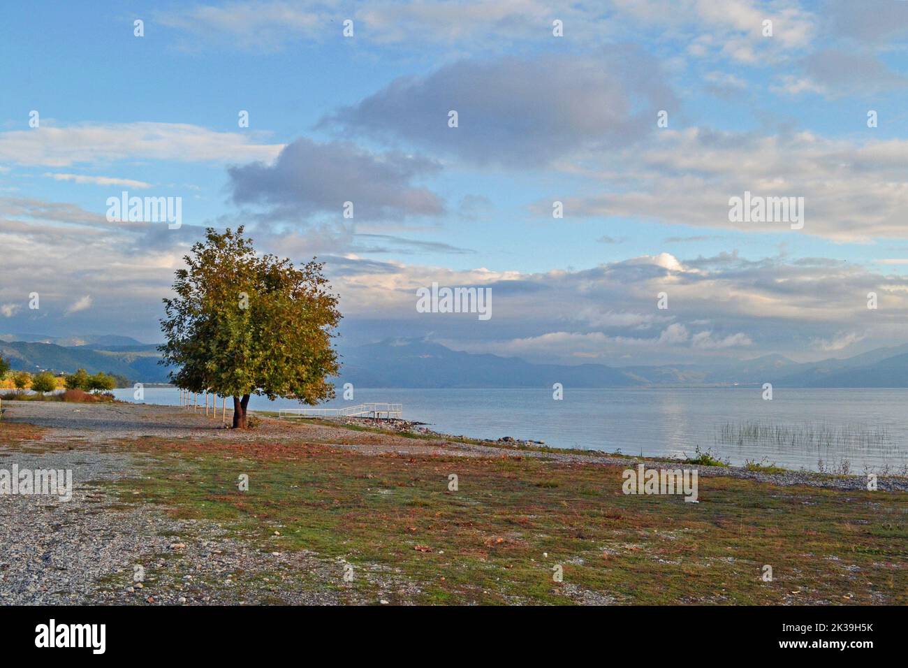 A plane tree in the coast of Trichonida lake, Greece's largest lake ...