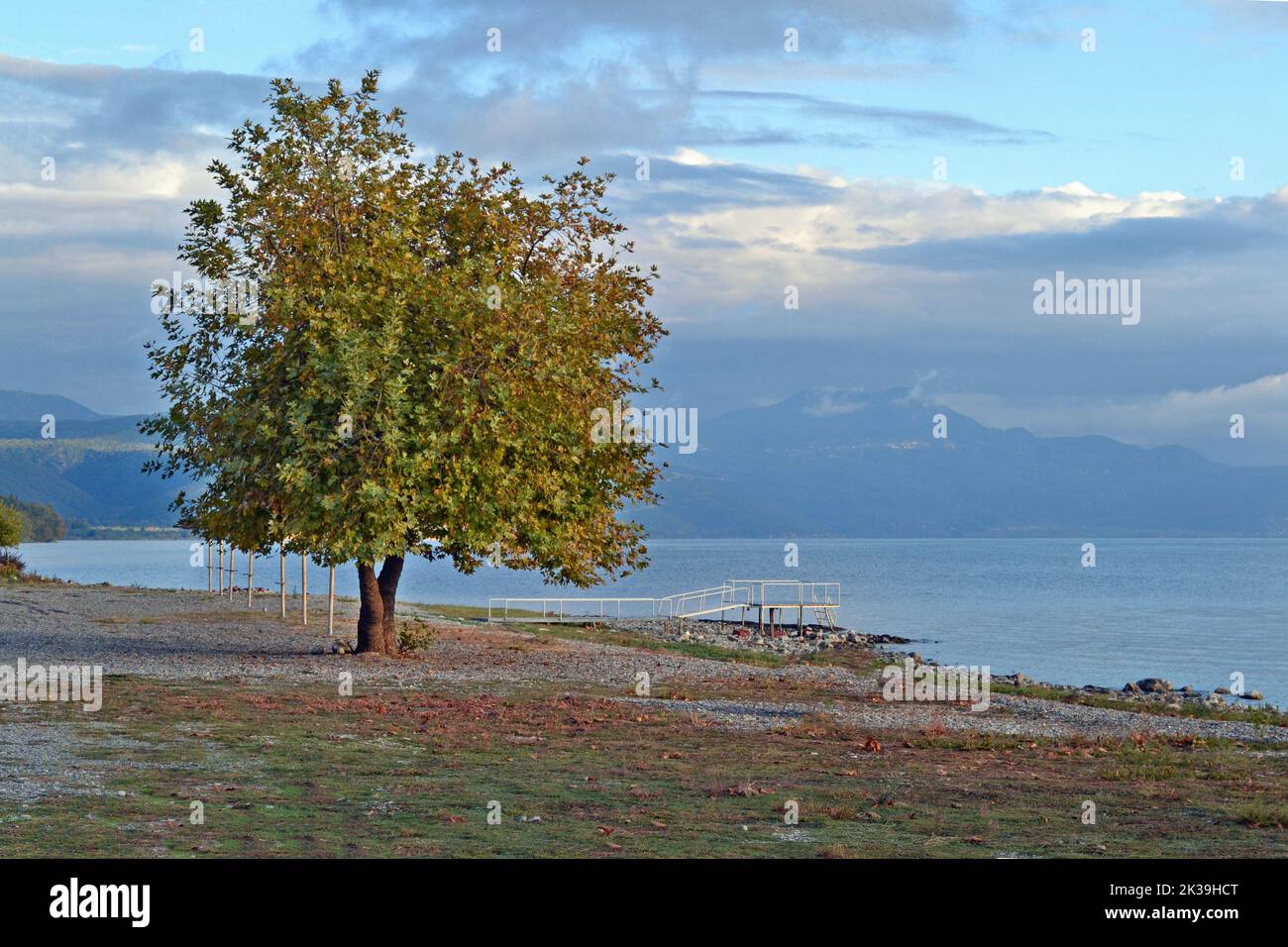 A plane tree in the coast of Trichonida lake, Greece's largest lake ...