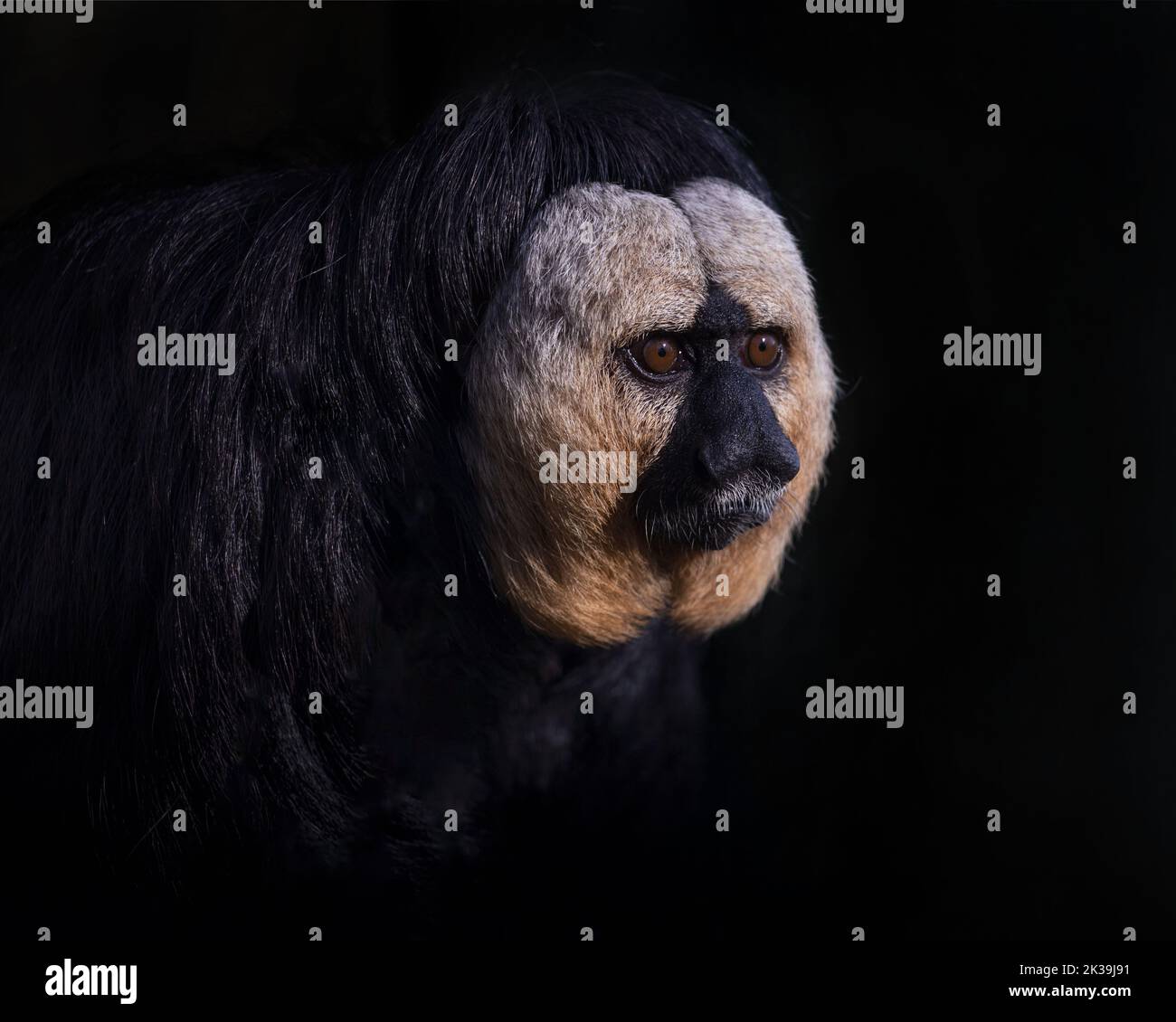White-faced saki (Pithecia pithecia), also called the Guianan saki and ...