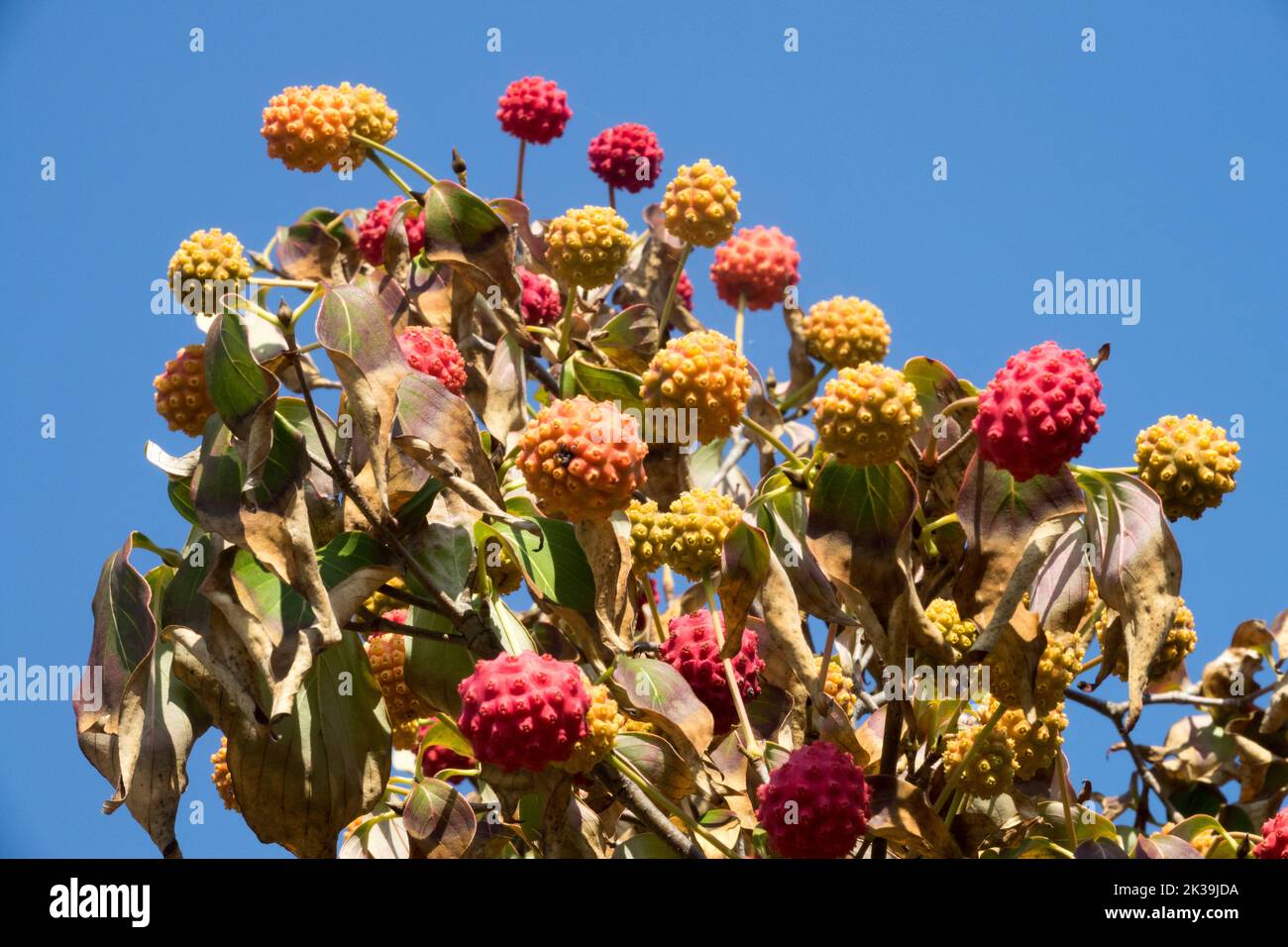 Cornus kousa, Berries, Chinese Dogwood, Cornus, Ripe, Fruits, Tree ...