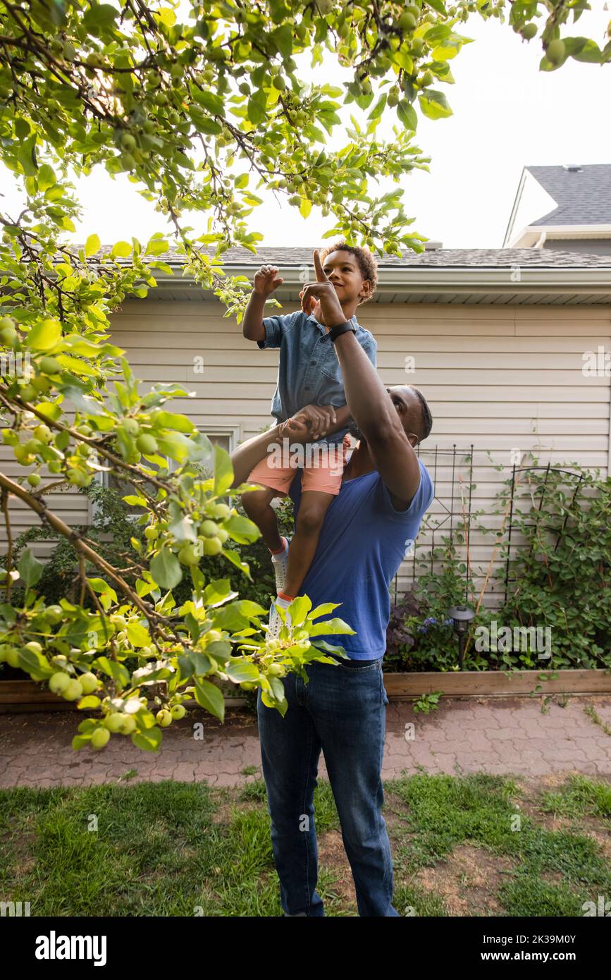 Father of apples hi-res stock photography and images - Alamy
