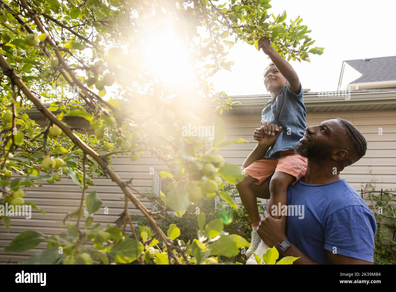 Father of apples hi-res stock photography and images - Alamy