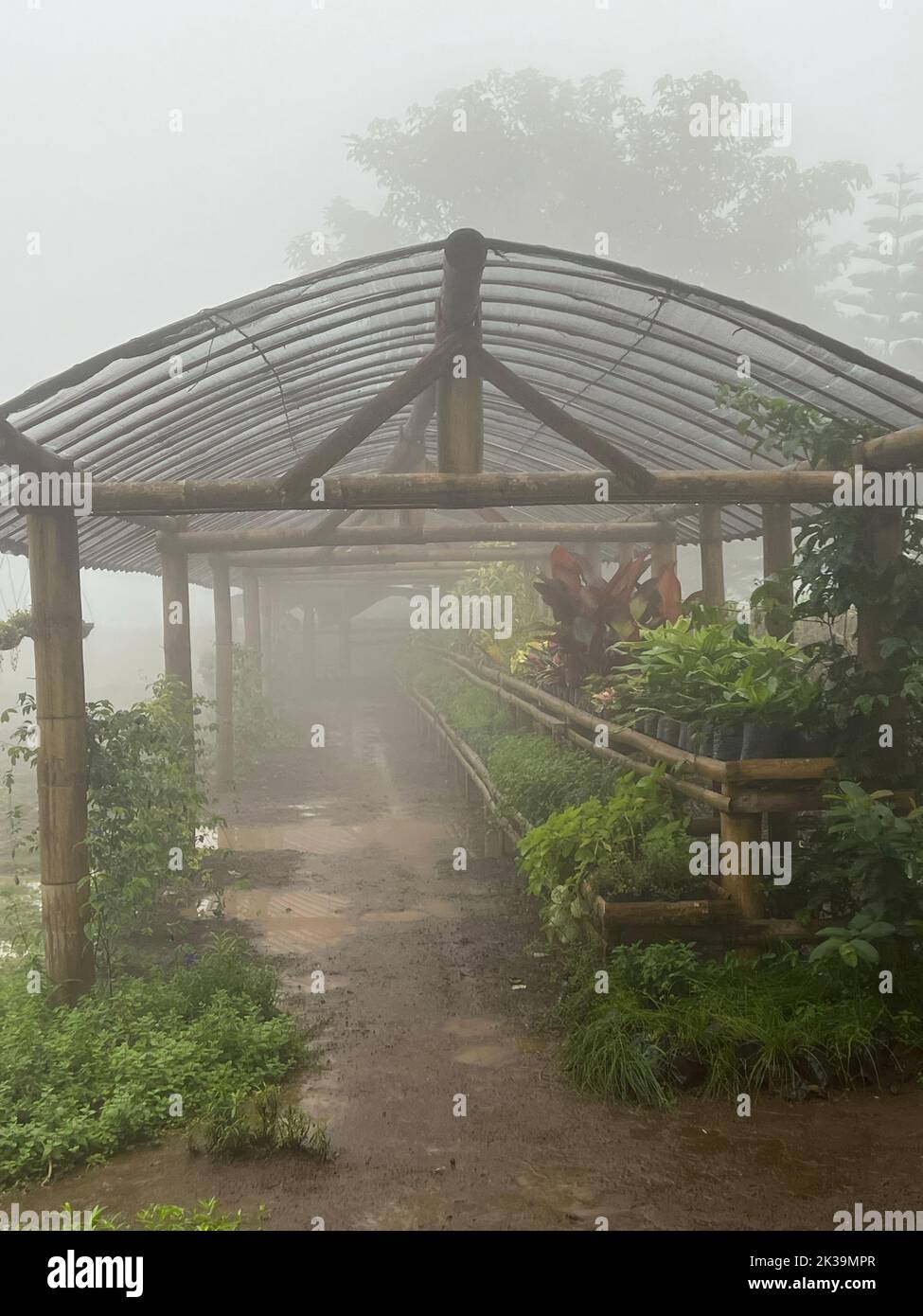 A vertical shot of a beautiful greenhouse with lush green leaves under ...