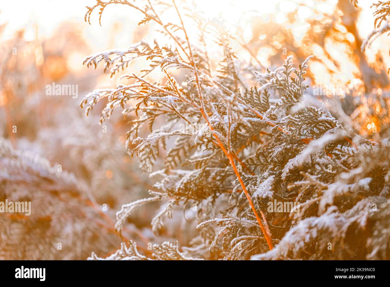 Frost branches hi-res stock photography and images - Alamy
