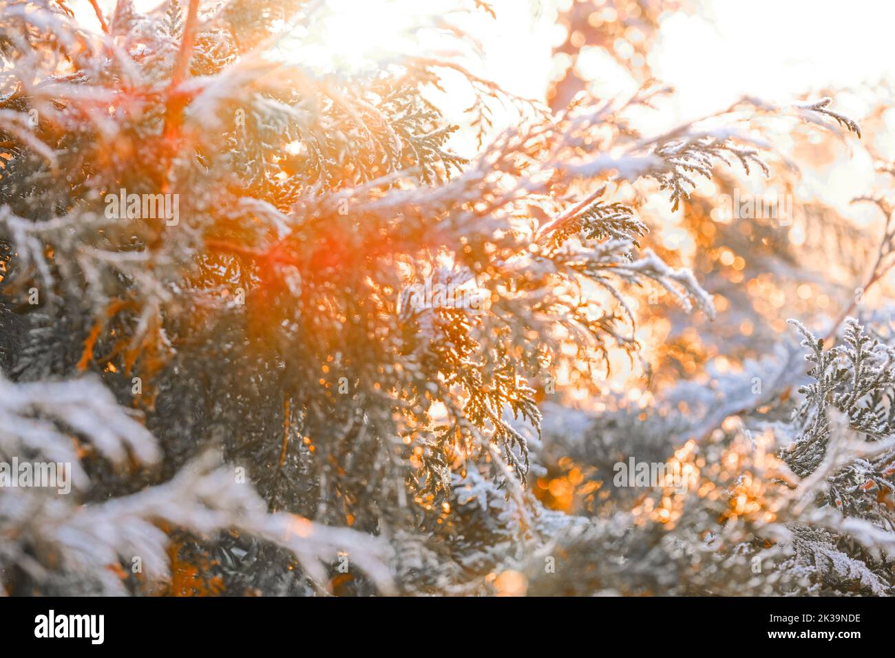 branches in white frost in the rays of the sun on a blurred background ...