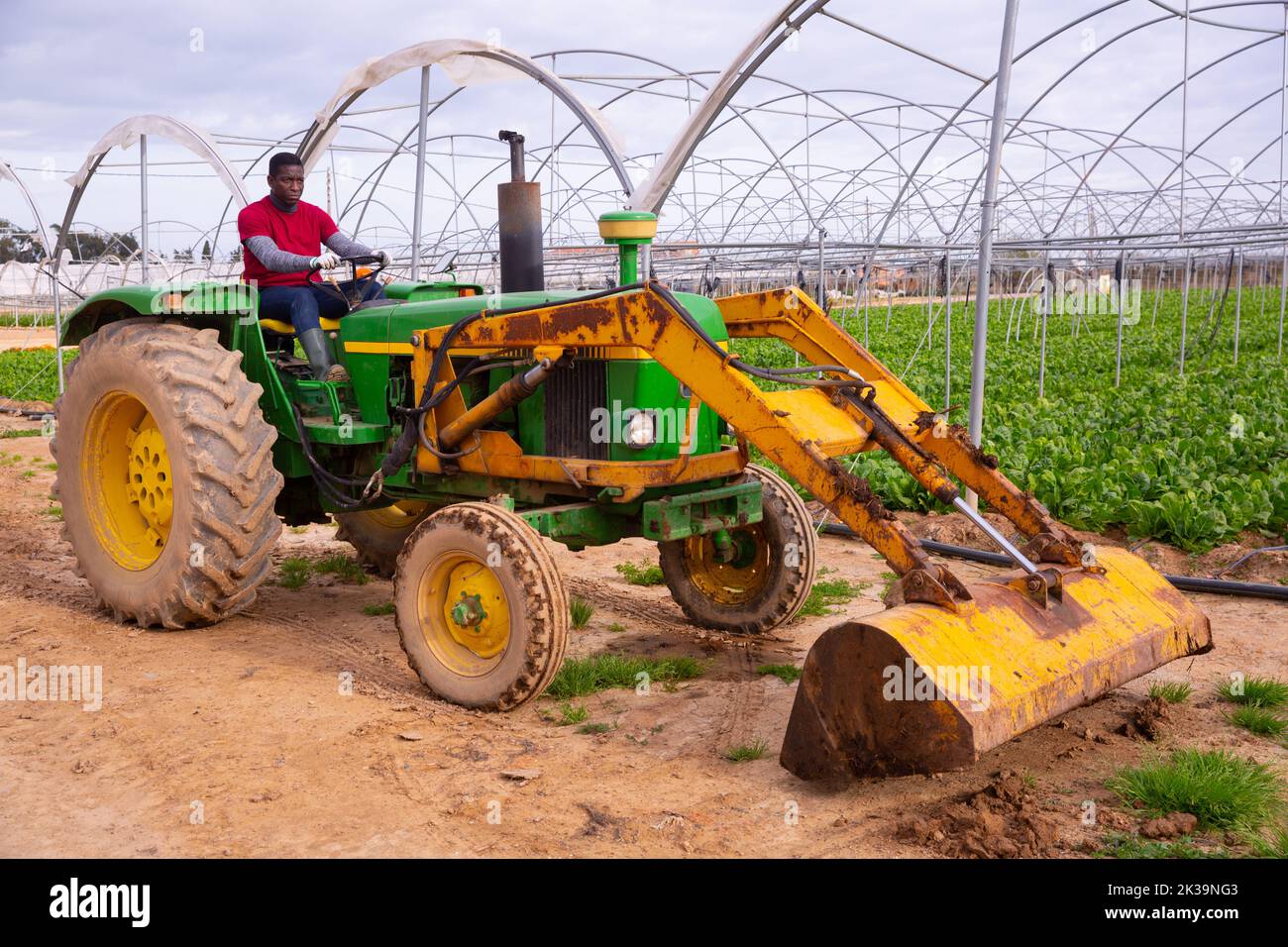 African-american worker farmer working on tractor in orangery Stock ...