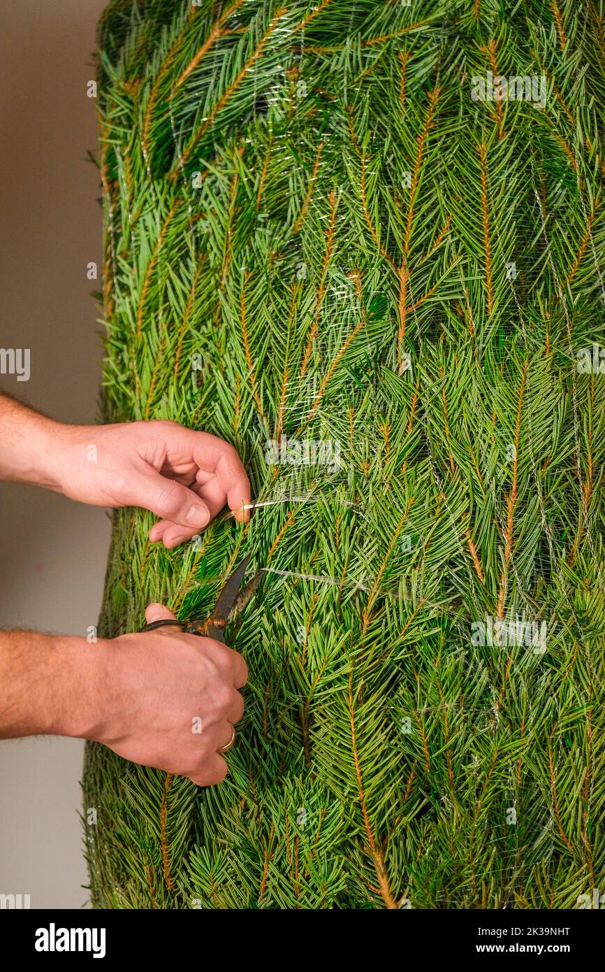 Christmas time.hands cut the protective mesh on a pine. wrapped Green ...